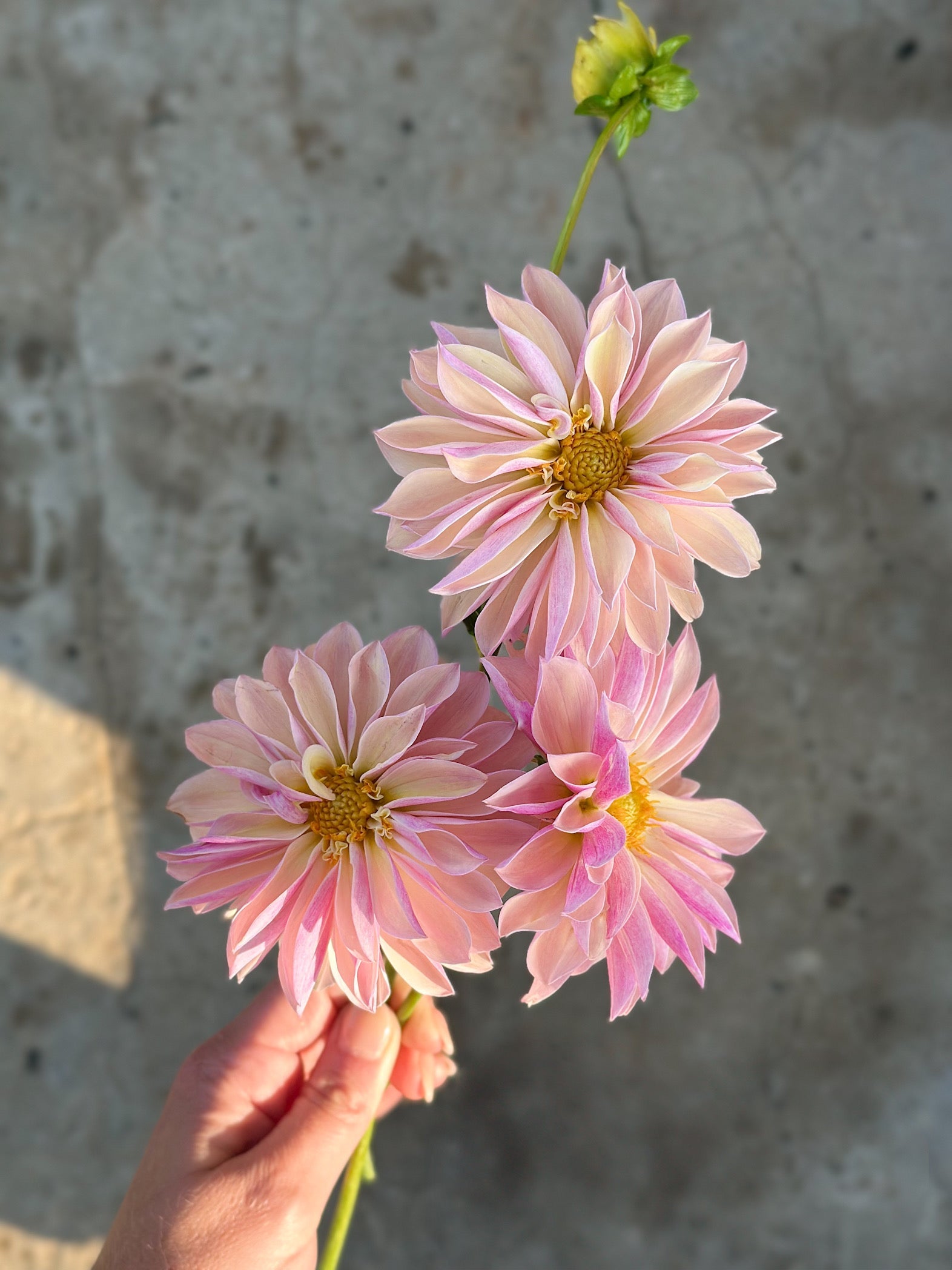 SOLeRA: A New eRA – SOLeRA Flower Farm