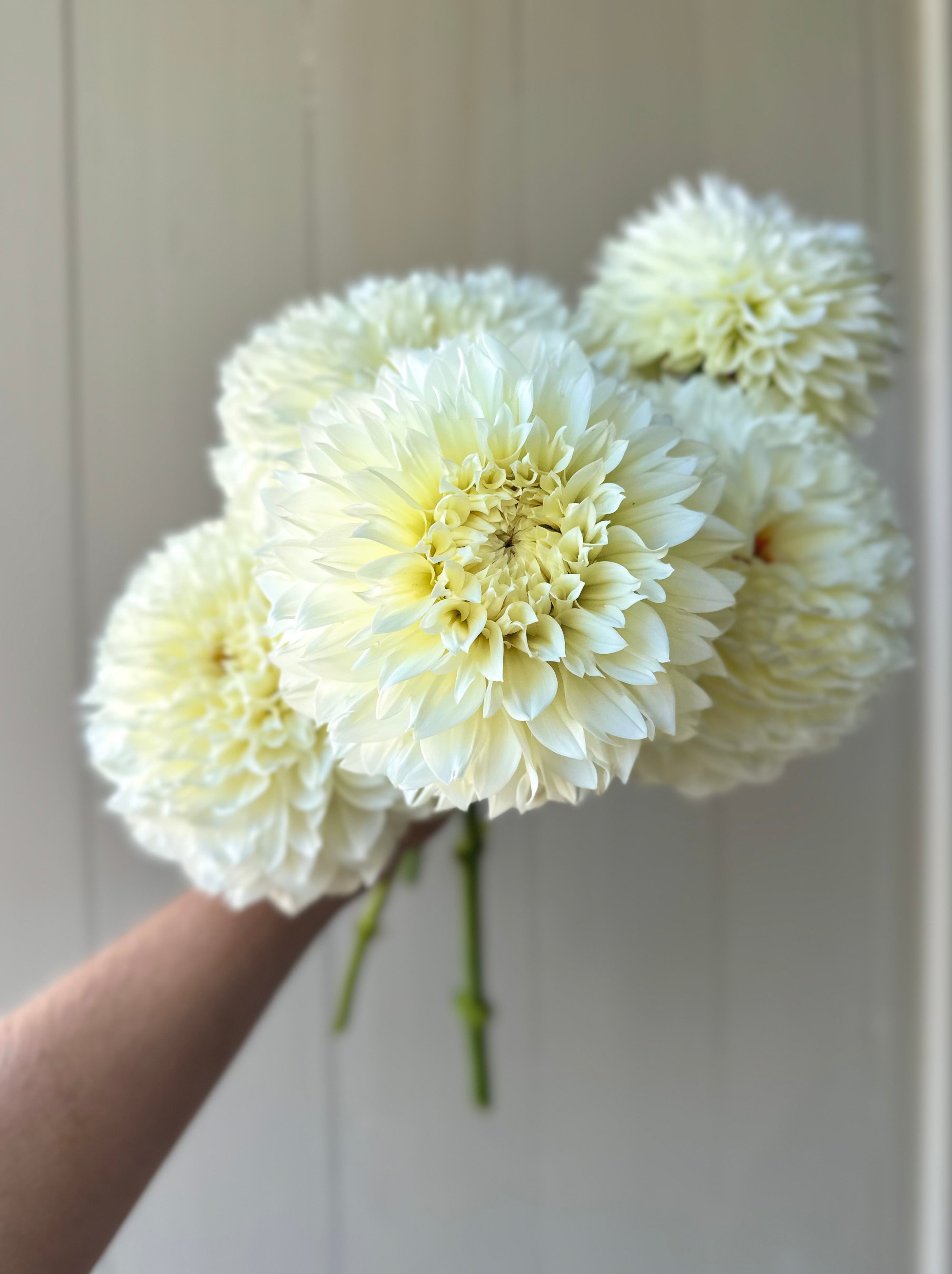 Gitts Attention – SOLeRA Flower Farm