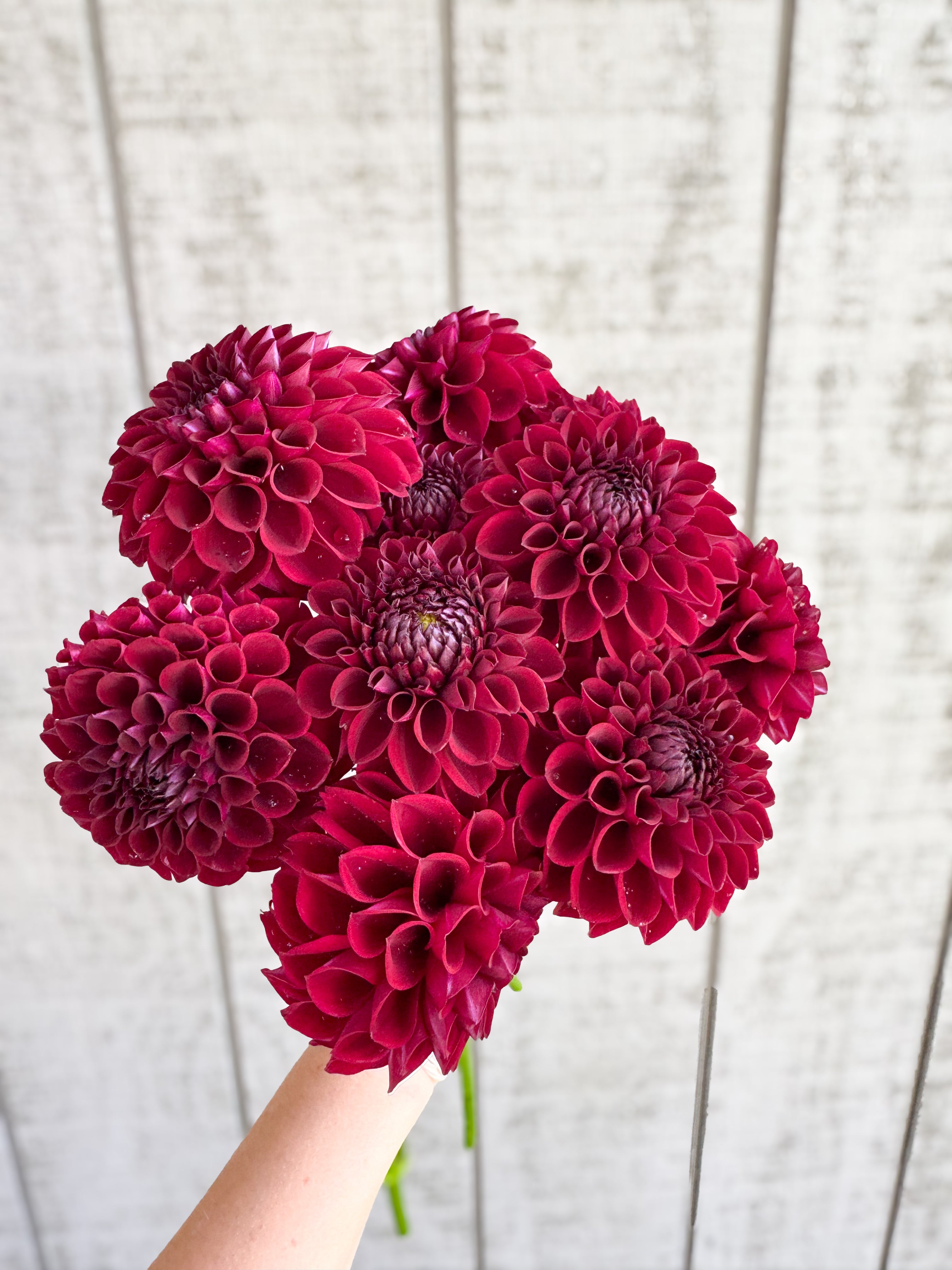 Merlot – SOLeRA Flower Farm