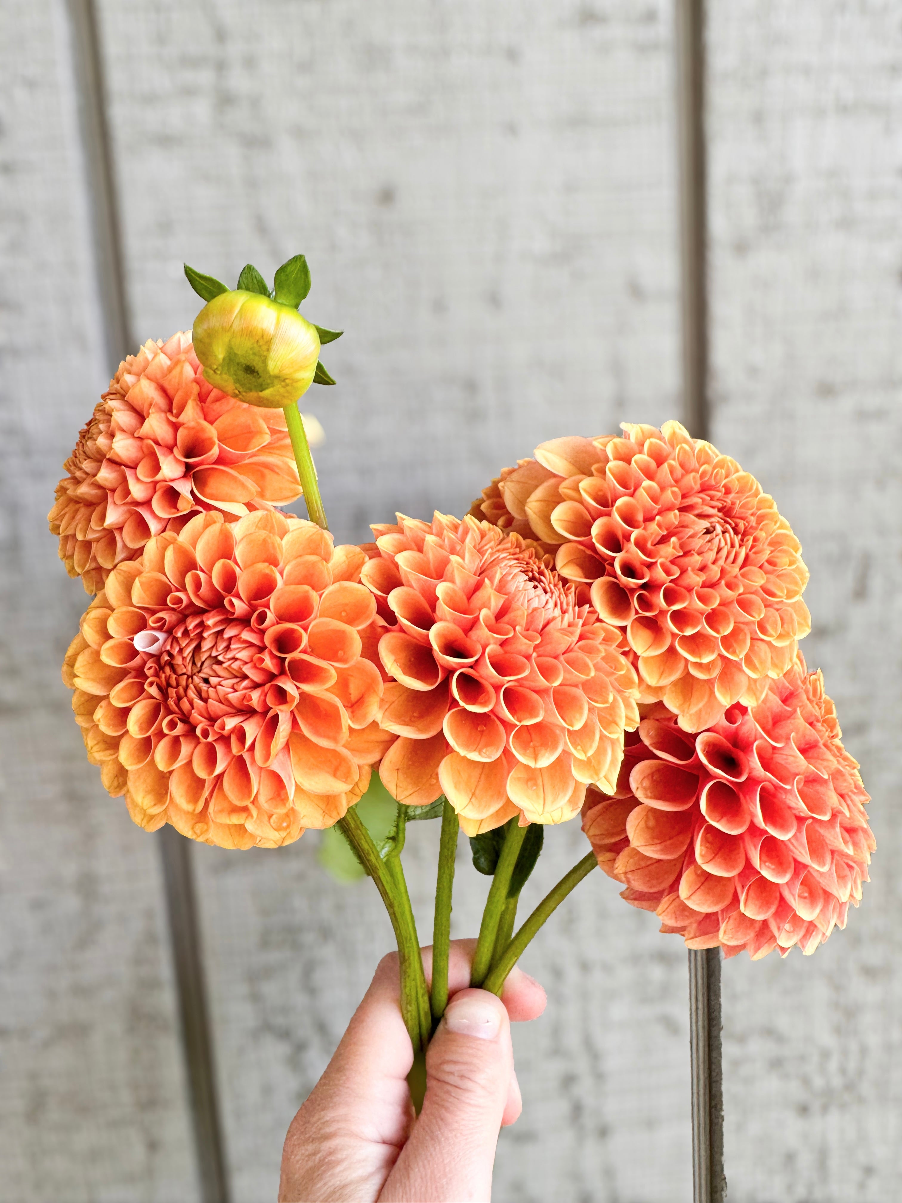 HY Suntan – SOLeRA Flower Farm