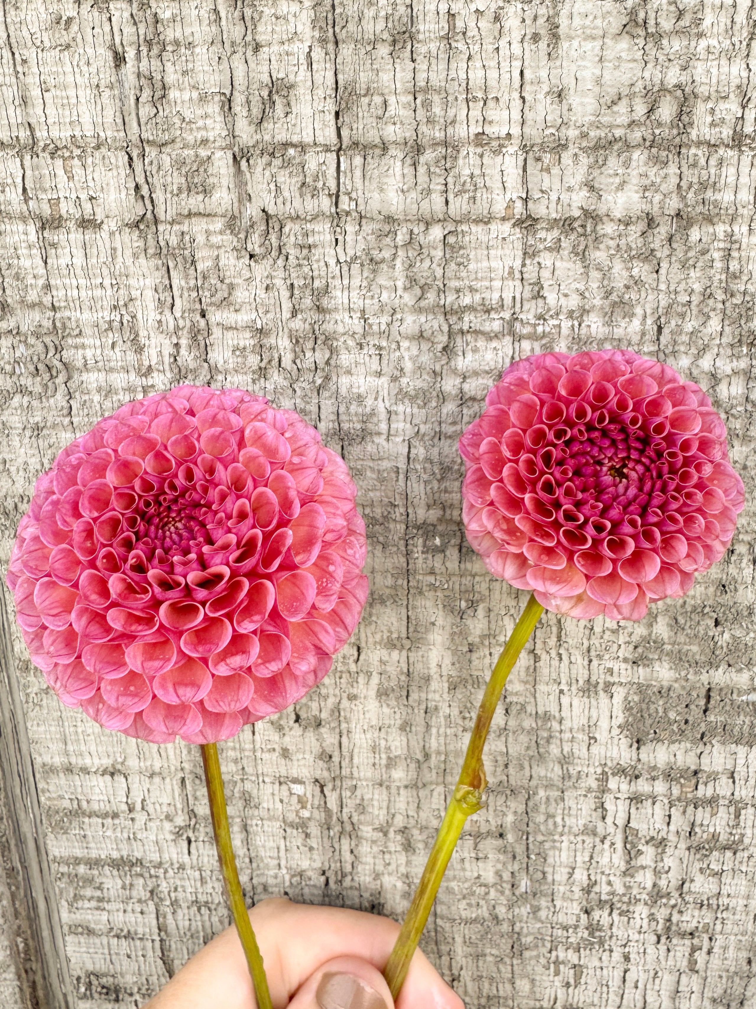 Koko Puff – SOLeRA Flower Farm
