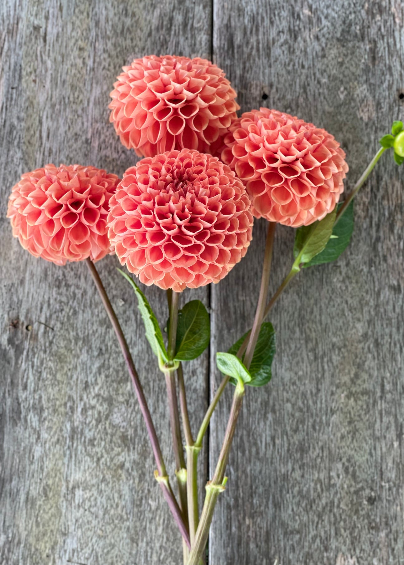 Cornel Bronze – SOLeRA Flower Farm