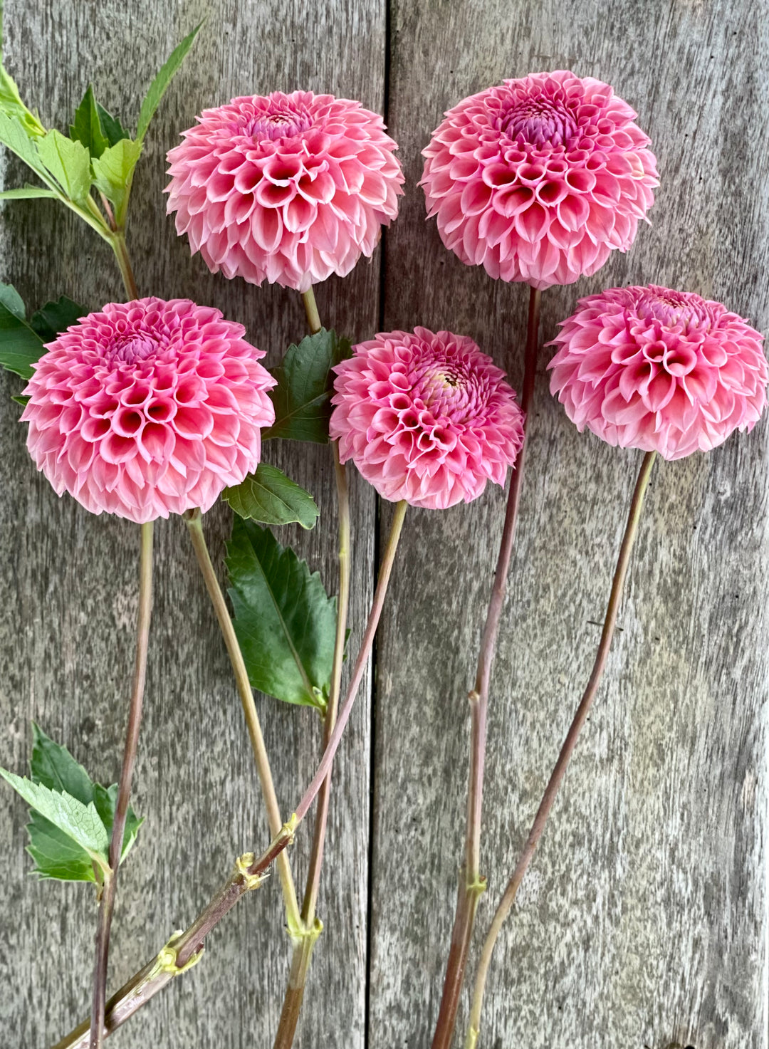 Bracken Rose: Grade 2 – SOLeRA Flower Farm