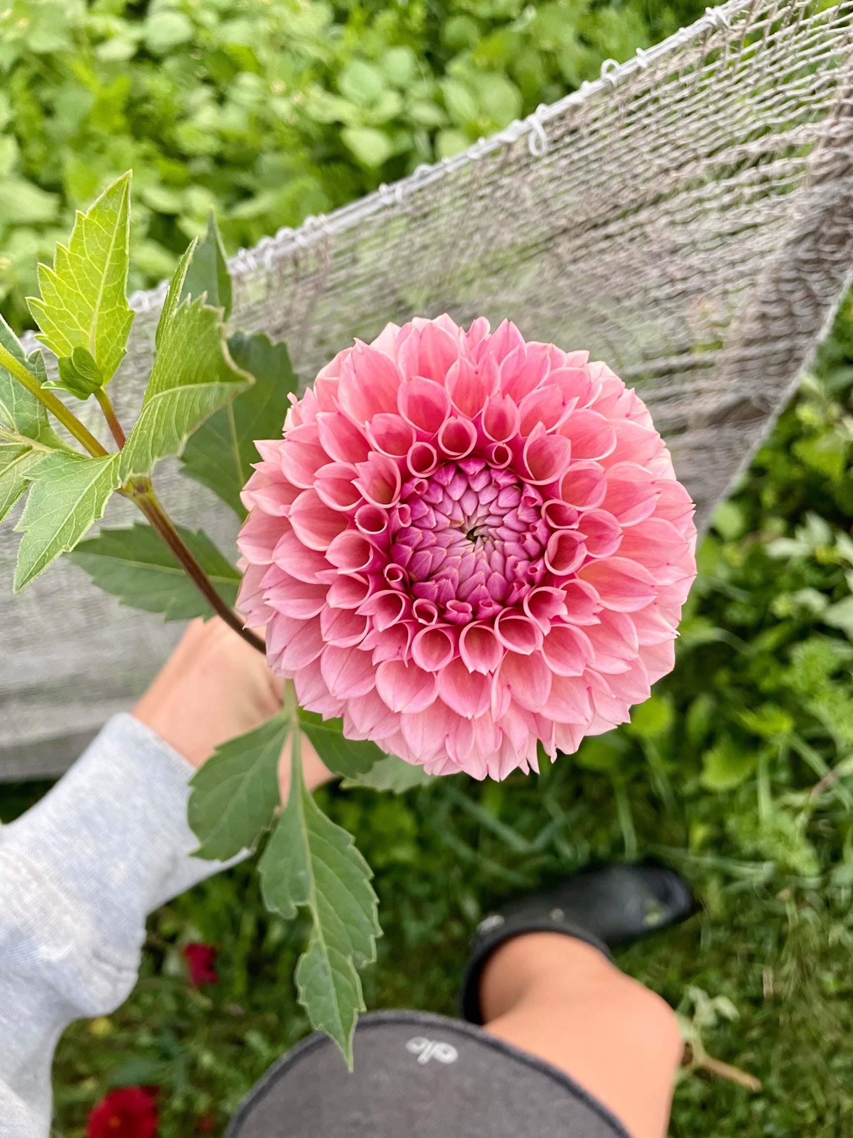 Bracken Rose: Grade 2 – SOLeRA Flower Farm