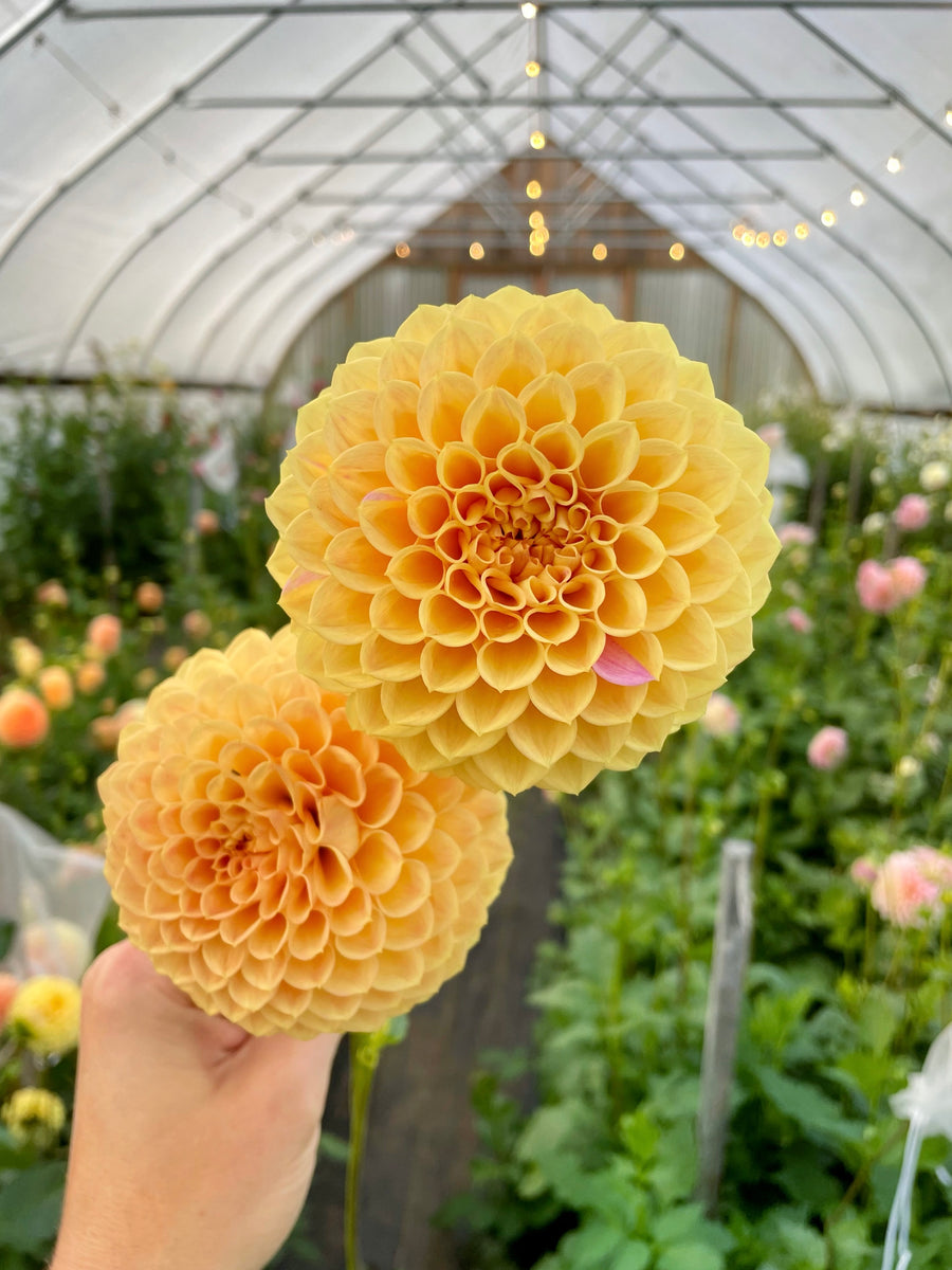 Formby Crest – SOLeRA Flower Farm